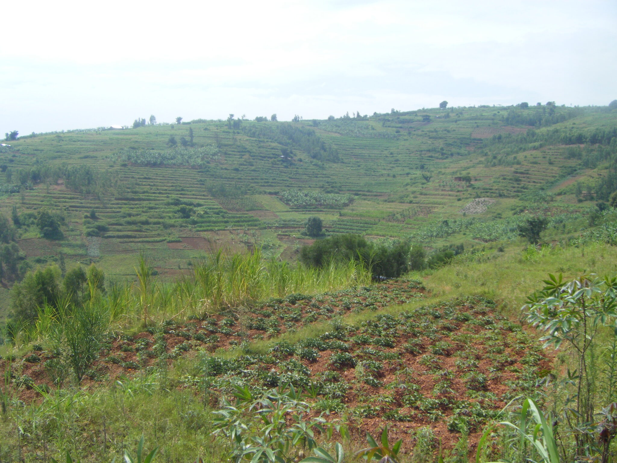 We Stand On Their Shoulders - Network for Africa